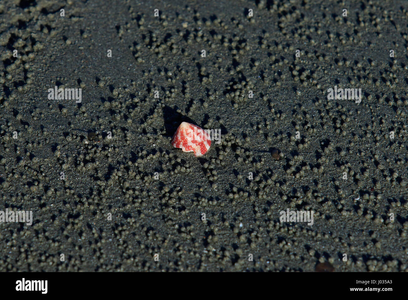 Sea shell at Saint Martin’s Island. Cox’s Bazar, Bangladesh Stock Photo ...