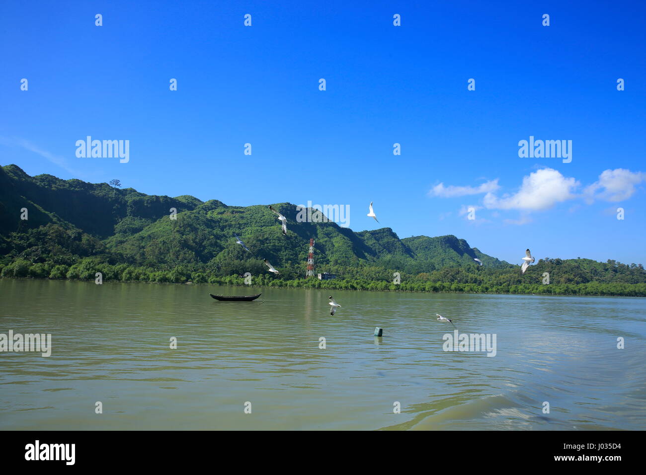 Seagulls known as Gangchil flying over the Naf River. Teknaf, Cox's ...