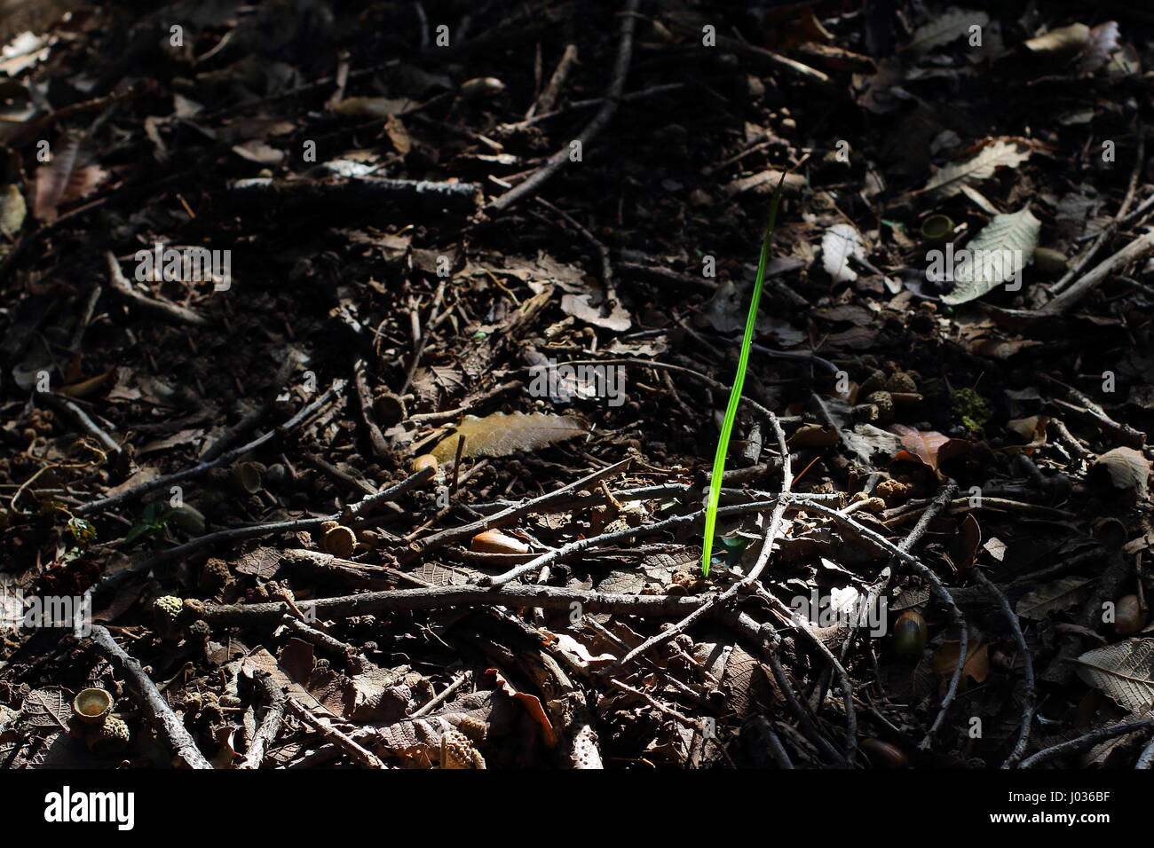 A single green shoot in a space of decaying plant matter in landscape ...