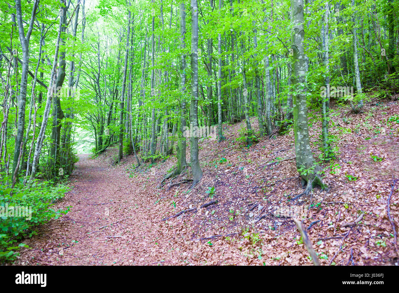 Leaf covered path under hi-res stock photography and images - Alamy