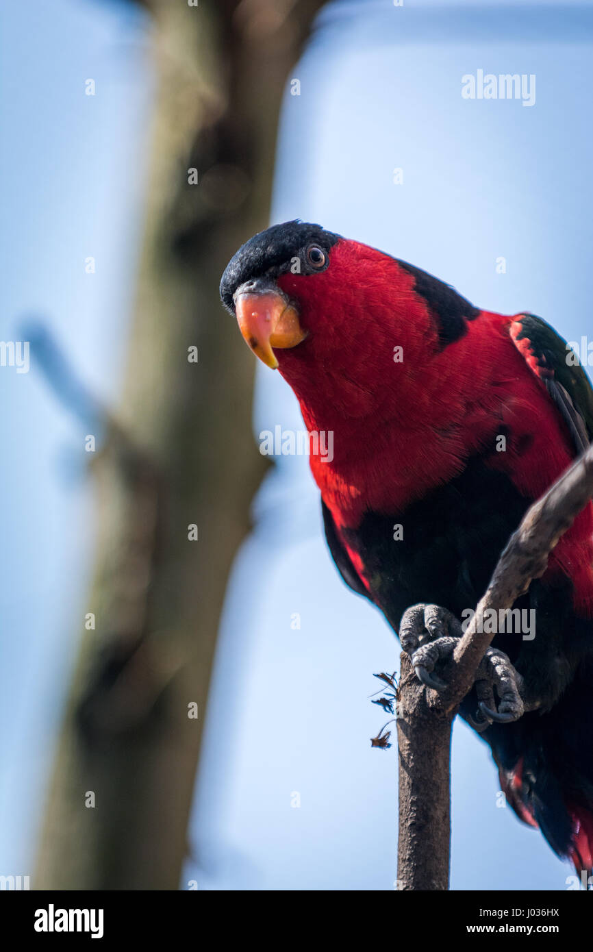 Very nice parrot Black-capped lory (Lorius lory). Wildlife animal Stock ...