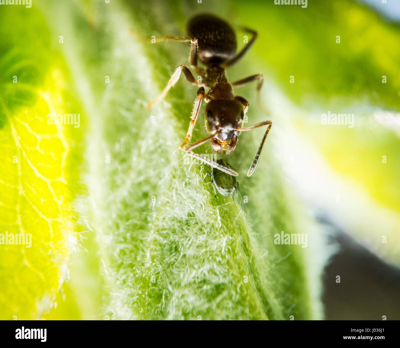 Ant Bite Stock Photos & Ant Bite Stock Images - Alamy