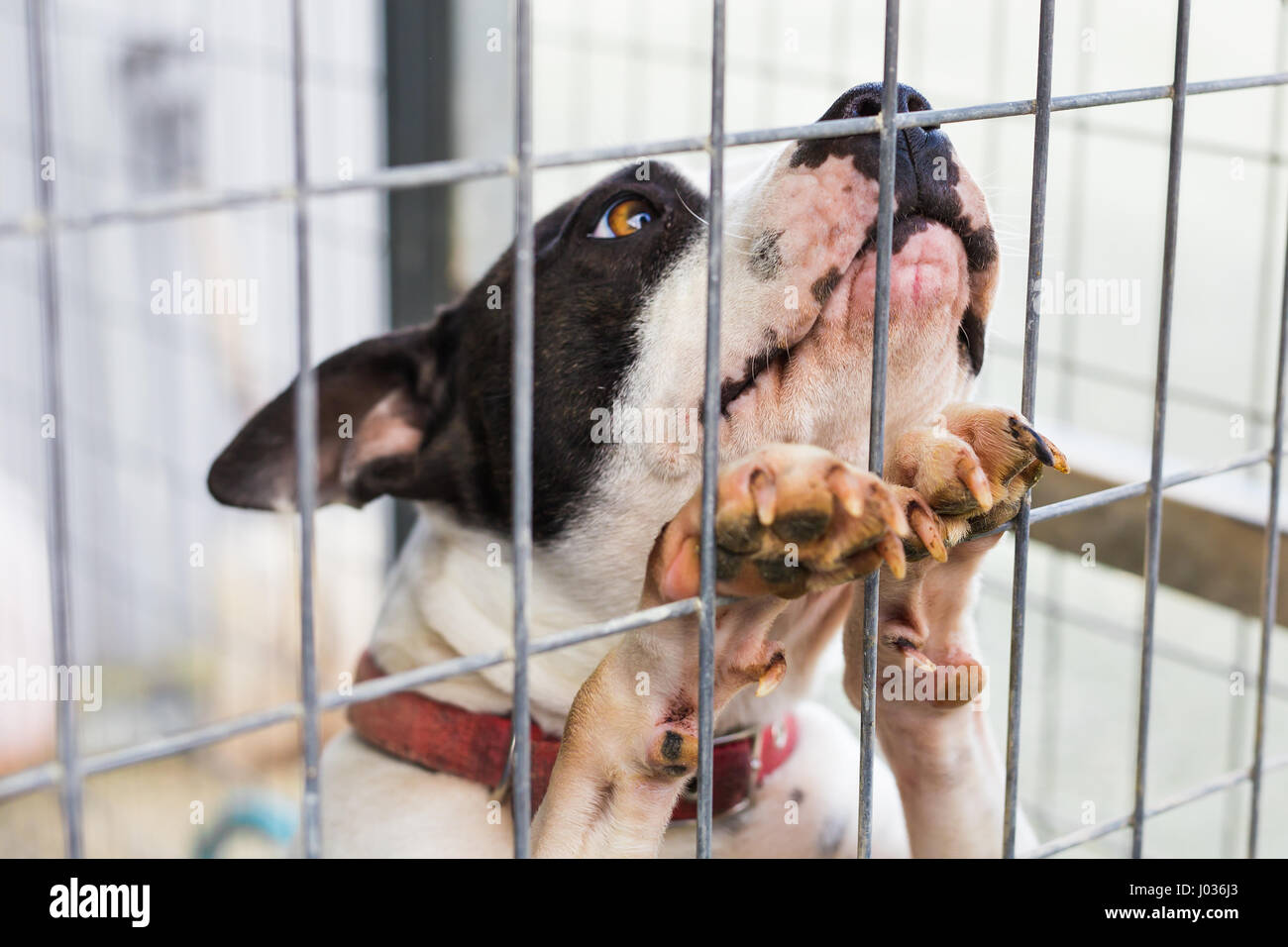 Close up of dog bulldog in a cage Stock Photo - Alamy