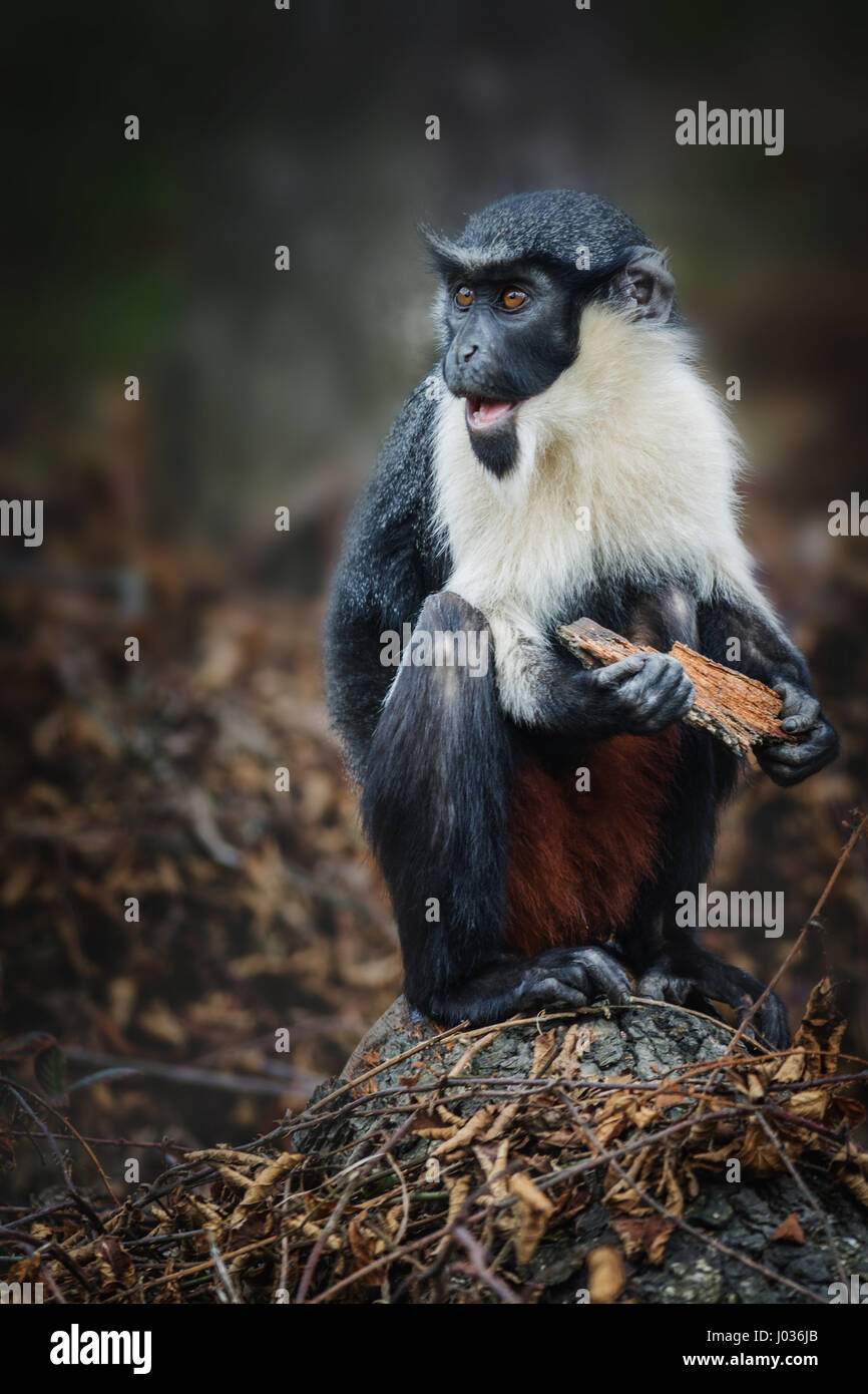 Monkey the Diana monkey (Cercopithecus diana) Wildlife animal Stock ...