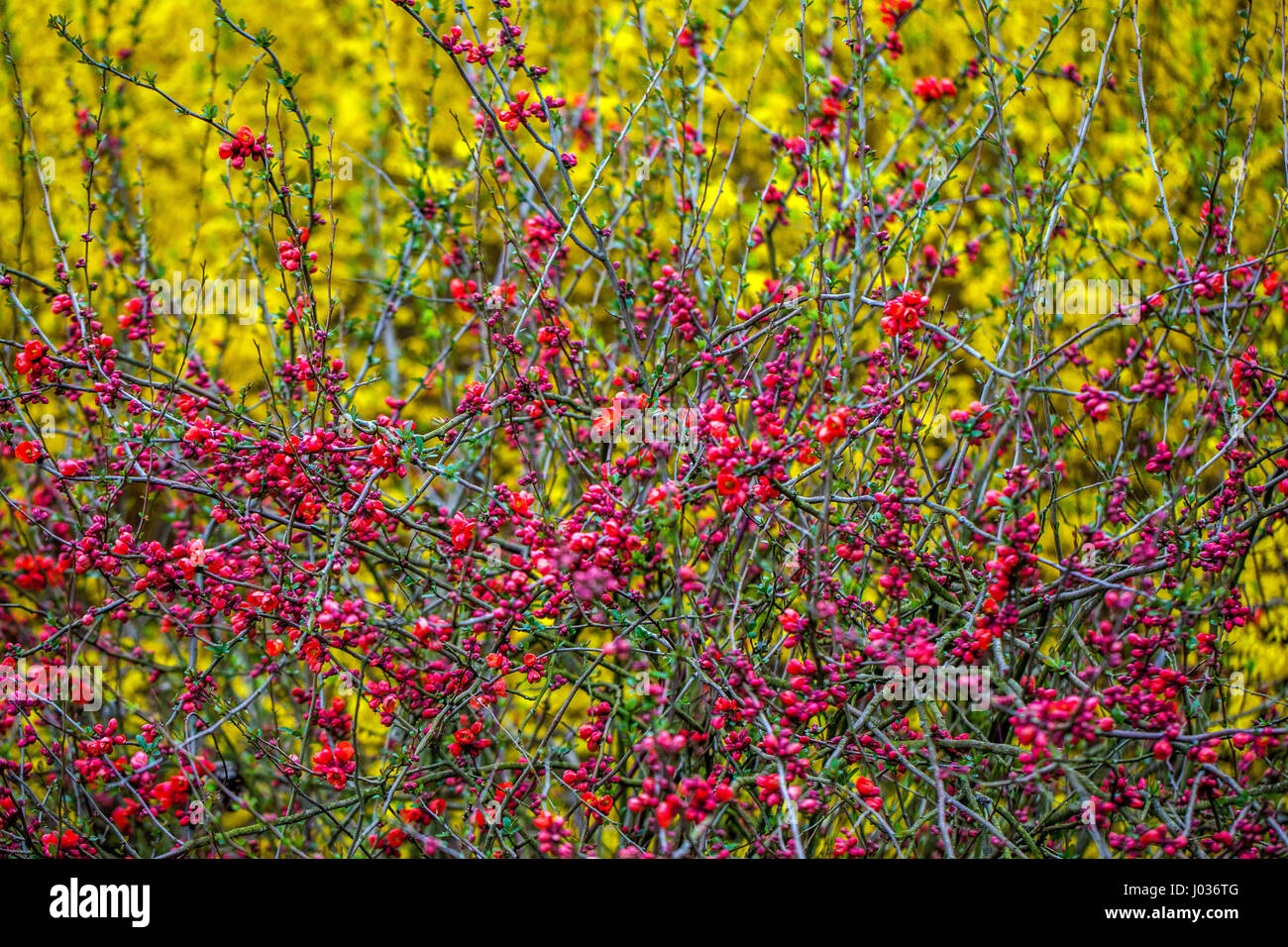 Red vermilion hi-res stock photography and images - Alamy
