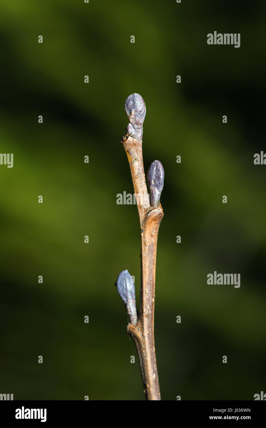 Alder tree buds on a twig at natural green background Stock Photo - Alamy