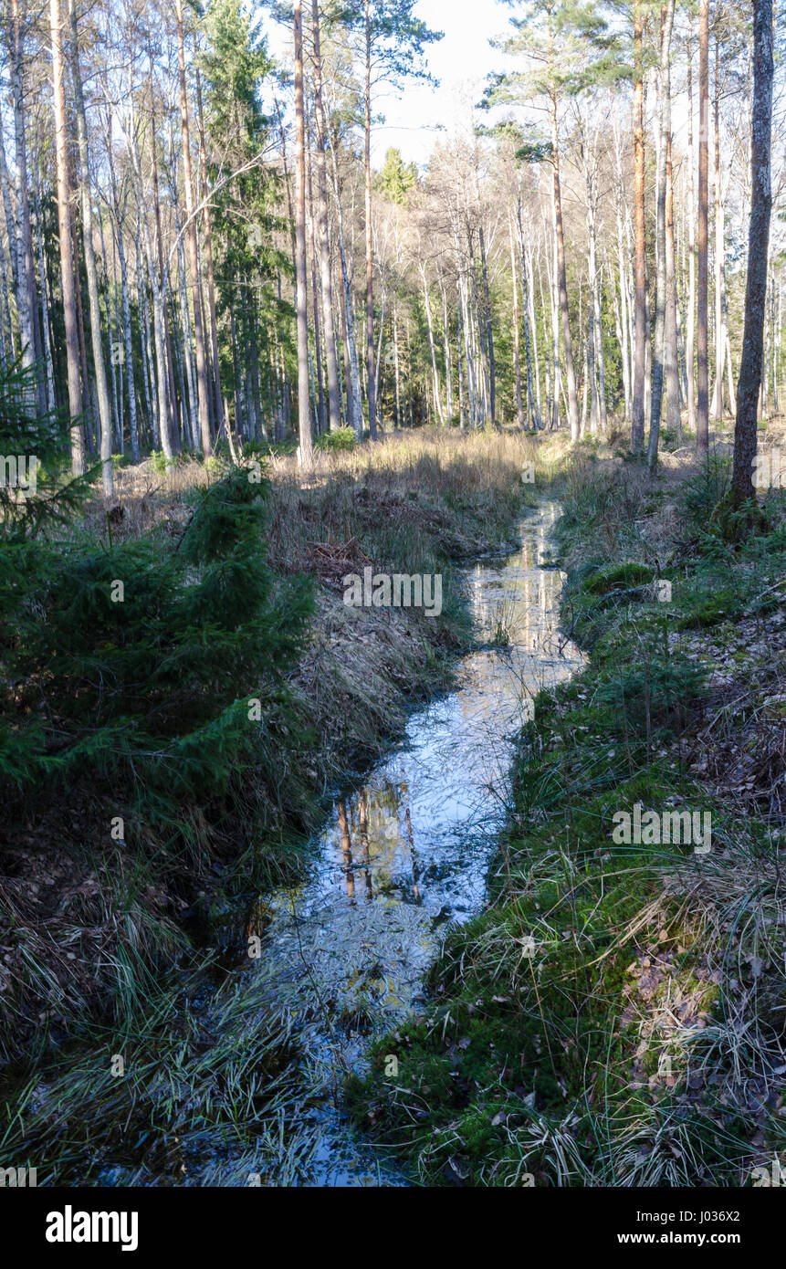 Drainage by an open ditch in the woods Stock Photo - Alamy