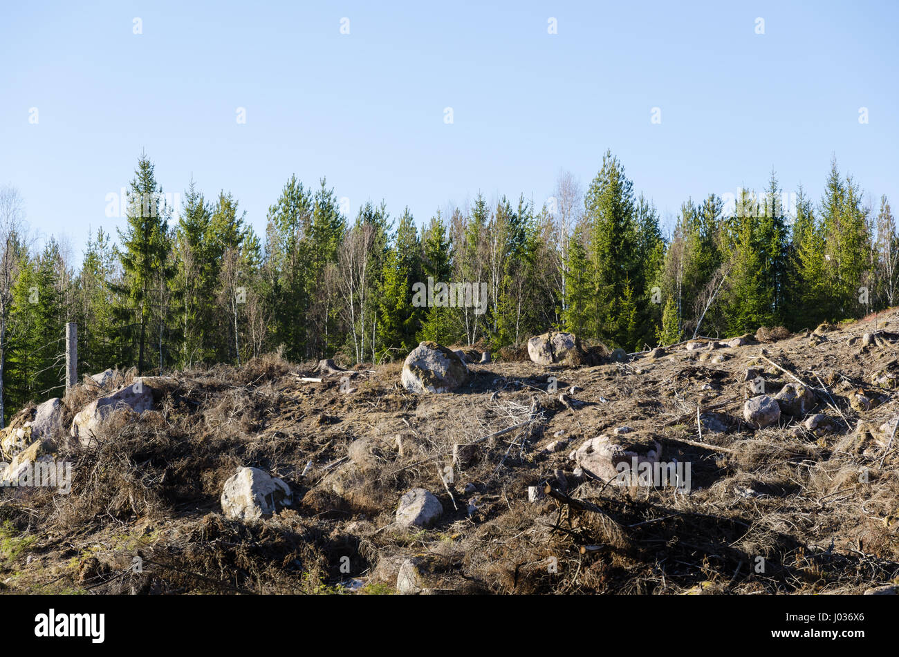 Coniferous forest hi-res stock photography and images - Alamy