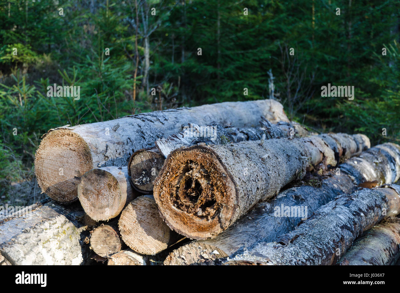 Firewood pile with root rotten timber Stock Photo - Alamy