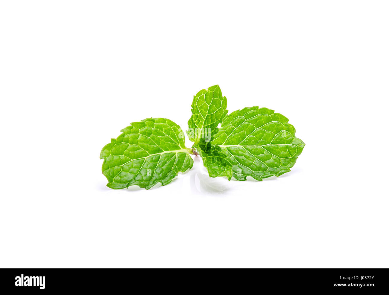 fresh pepermint isolated on white background Stock Photo - Alamy
