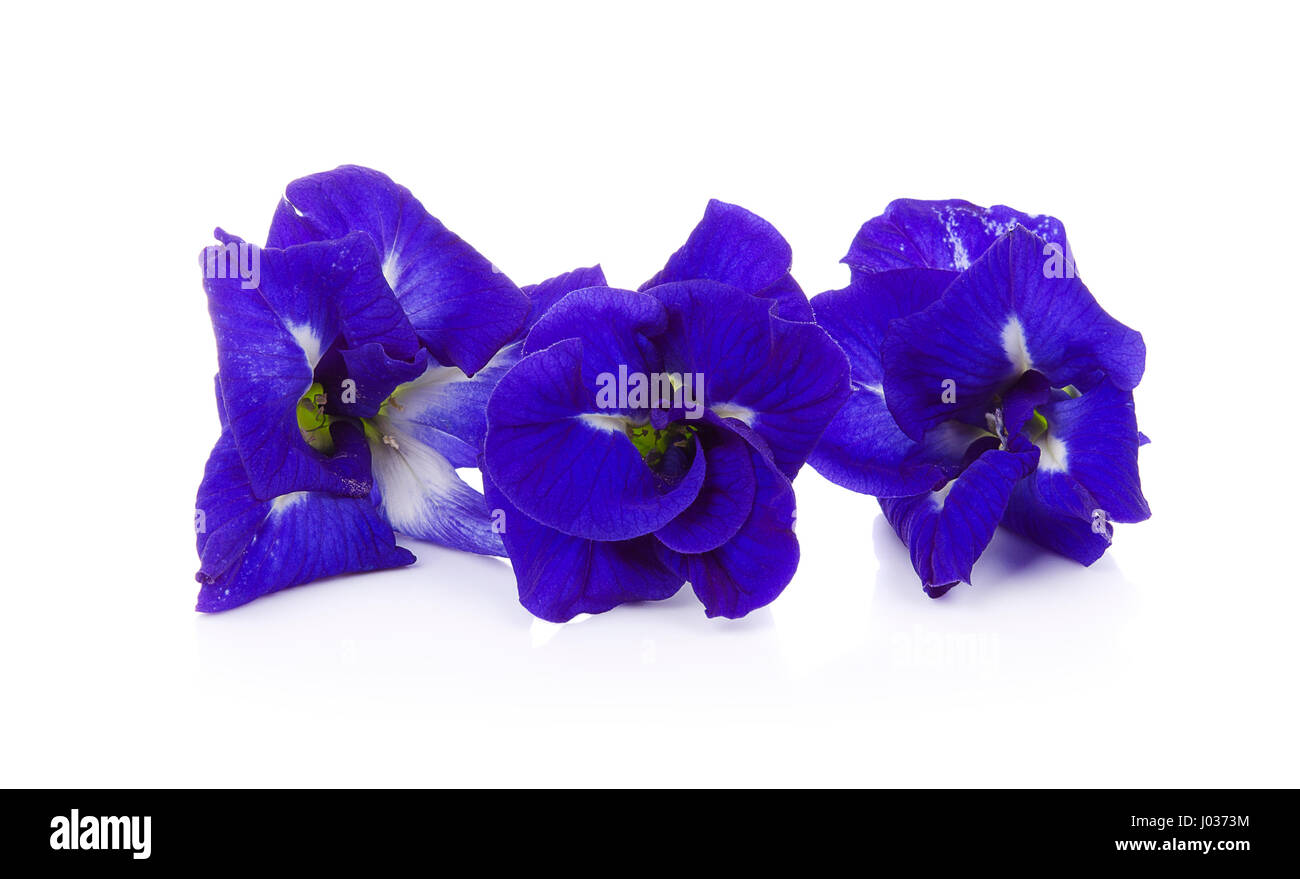 The Butterfly Pea isolated on white background Stock Photo - Alamy
