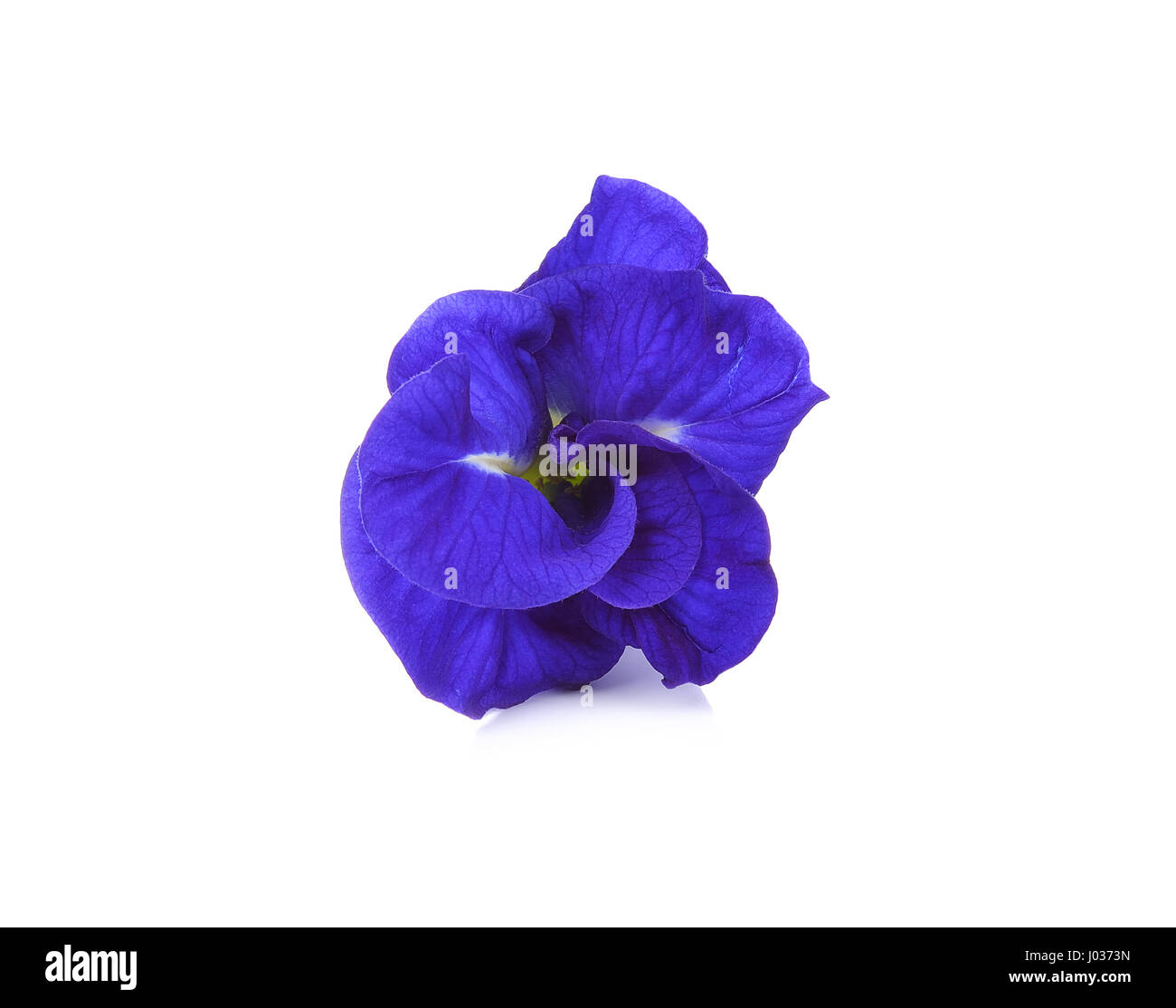 A Butterfly Pea isolated on white background Stock Photo - Alamy