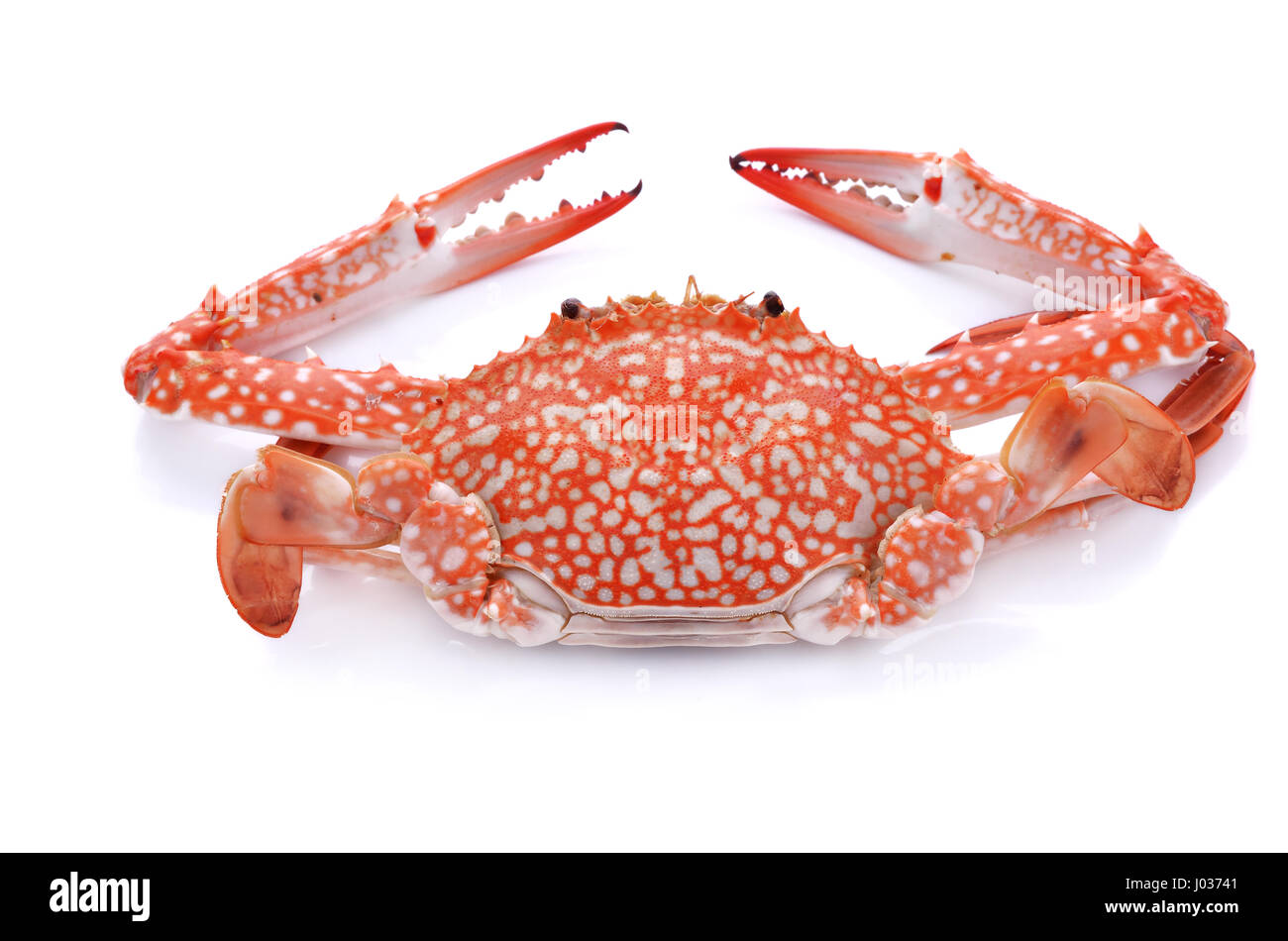 A Red crab isolated on white background Stock Photo - Alamy