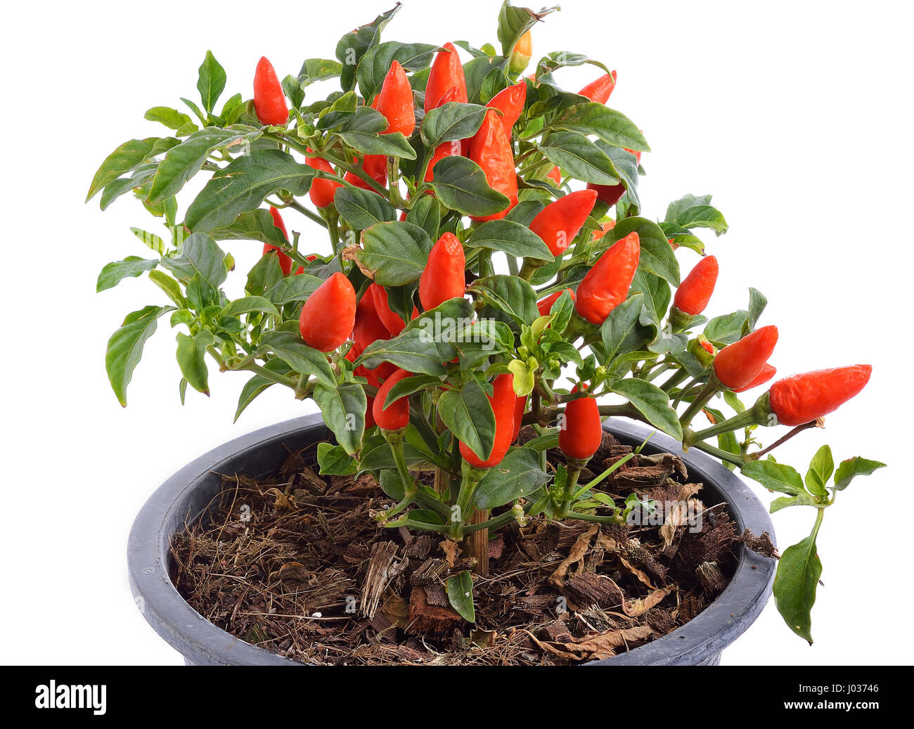 The Chili tree isolated on whitebackground Stock Photo - Alamy