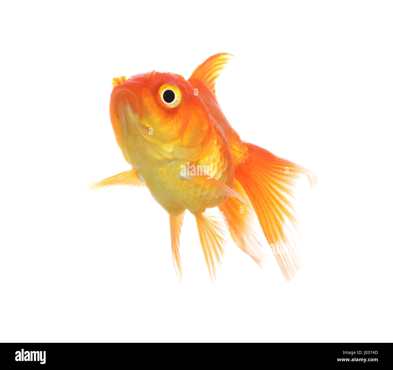 A Gold fish Isolation on the white Stock Photo - Alamy
