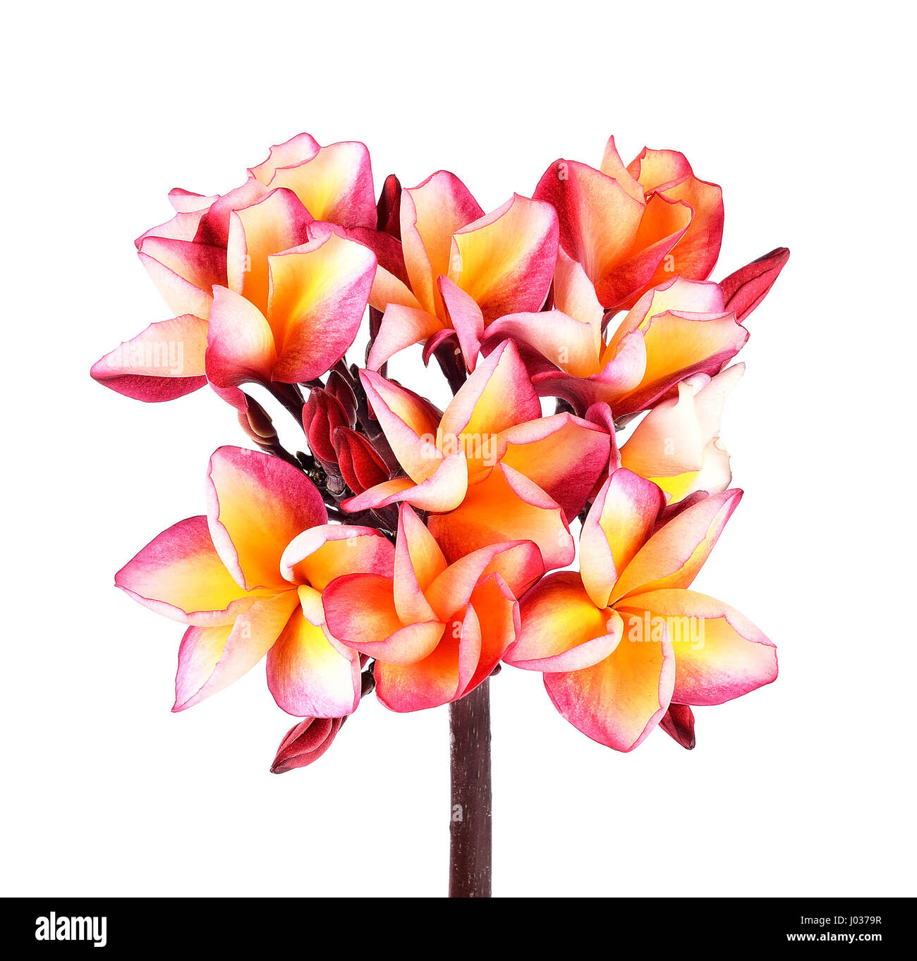 Plumeria flower on white background Stock Photo - Alamy