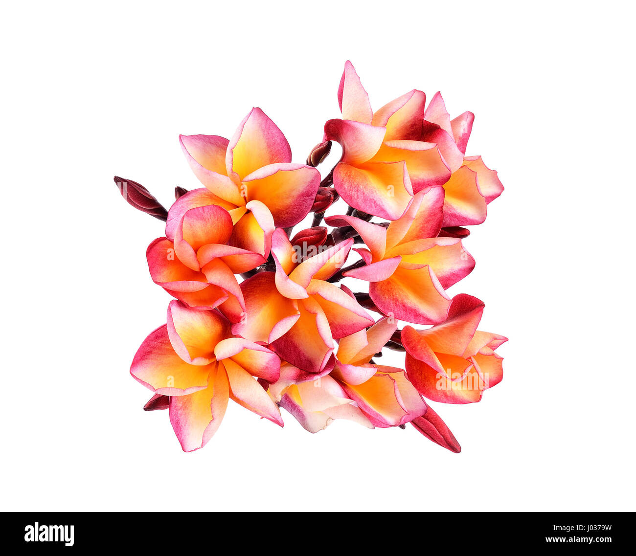 Gradient pink tropical background Cut Out Stock Images & Pictures - Alamy