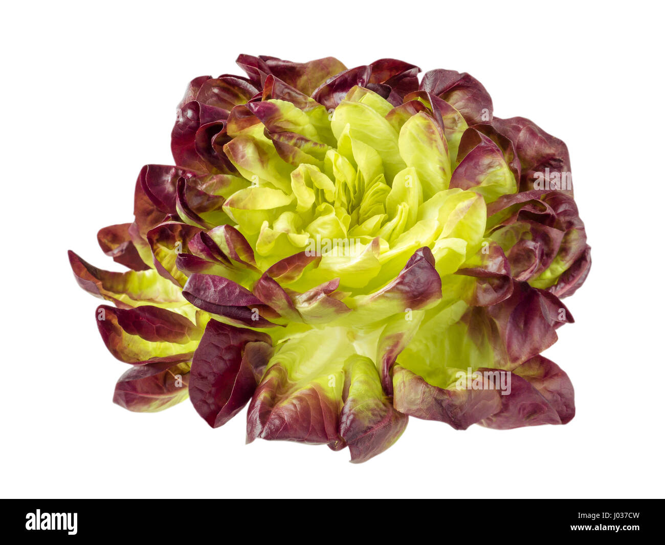 Purple green lettuce salad head isolated on white Stock Photo - Alamy
