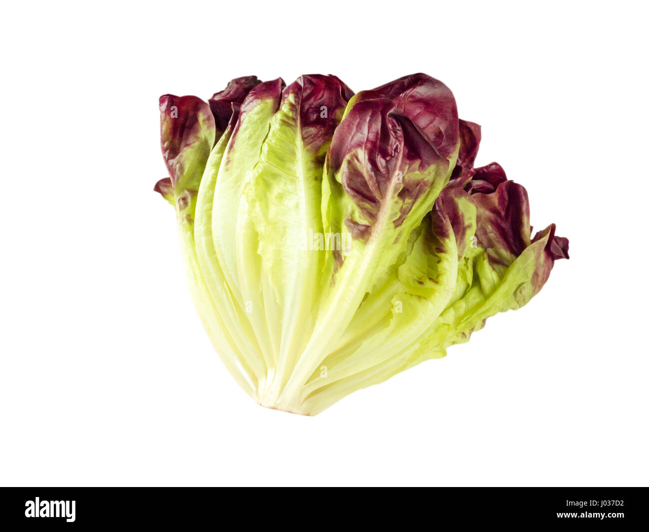 Purple Lettuce Stock Photos & Purple Lettuce Stock Images - Alamy