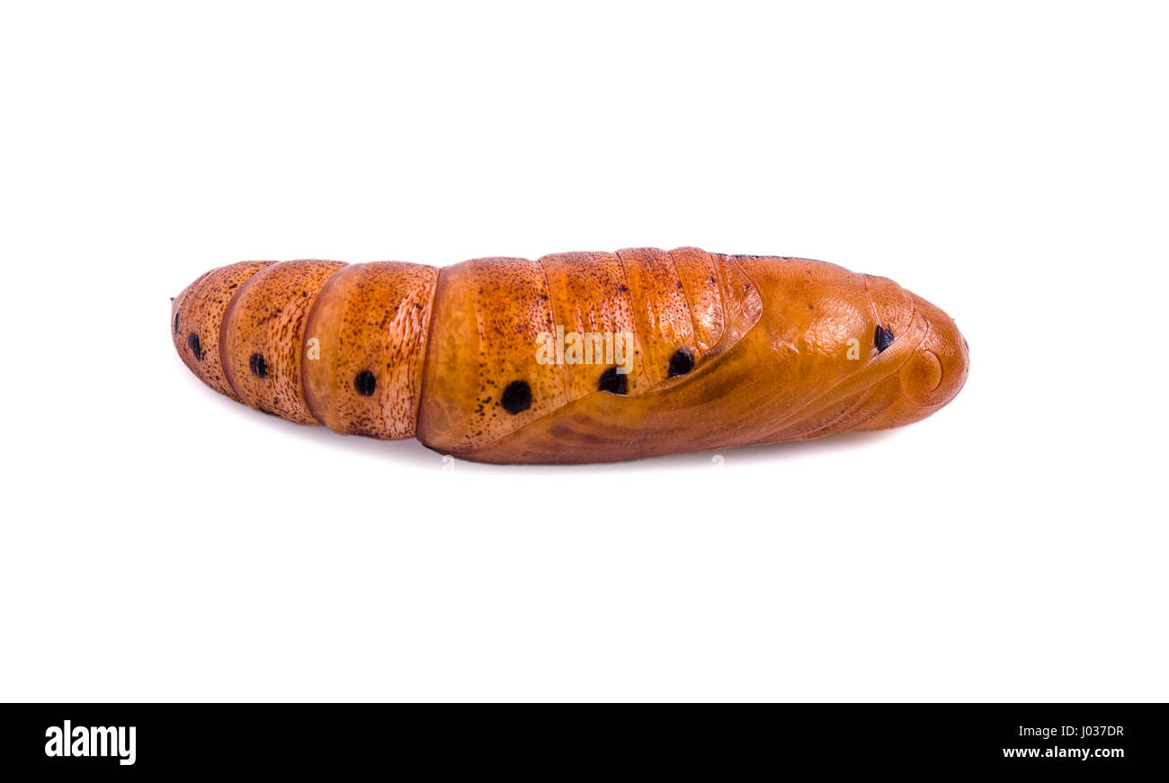 Butterfly metamorphosis sequence Cut Out Stock Images & Pictures - Alamy