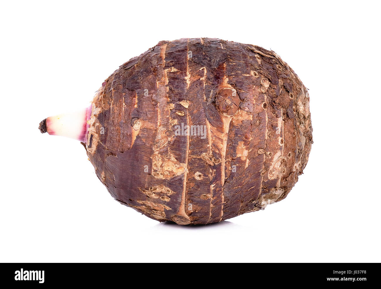 Taro isolated on white background Stock Photo - Alamy
