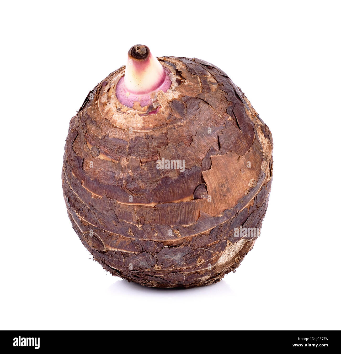 Taro isolated on white background Stock Photo - Alamy