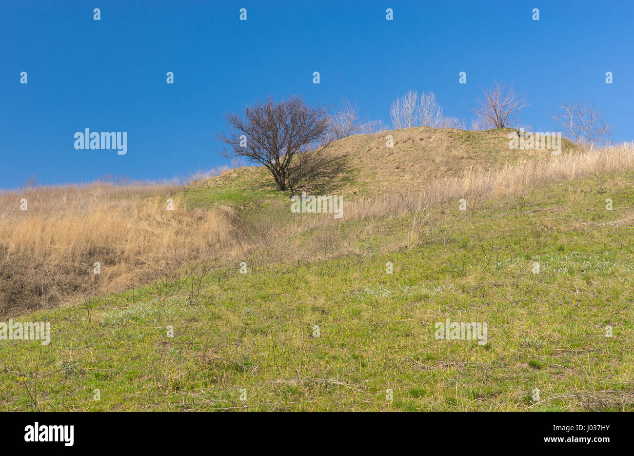 Landscape with wild apricot tree on a hill at early spring season Stock ...