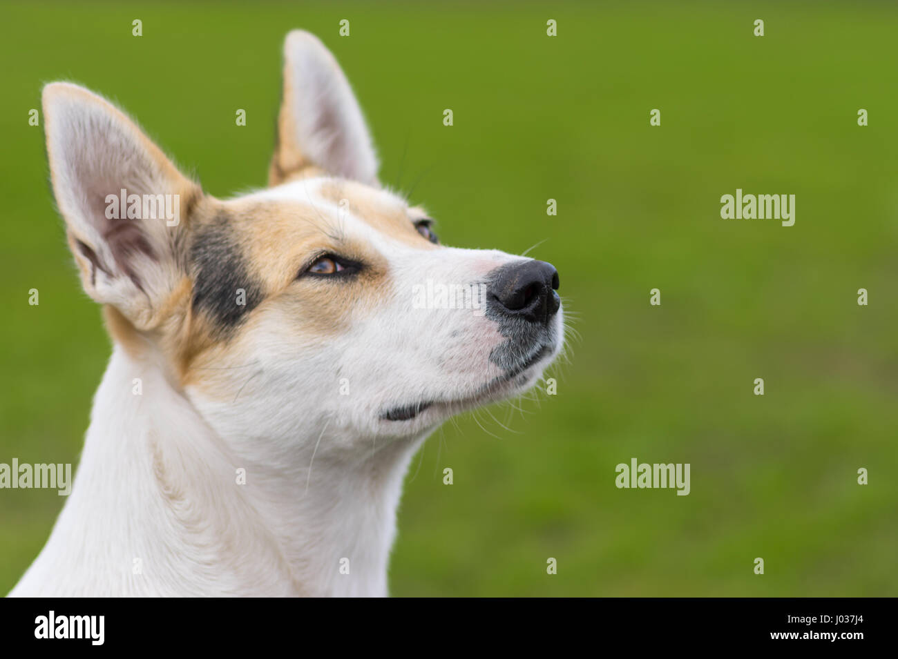 Outdoor portrait of cross-breed of hunting and northern dog against ...