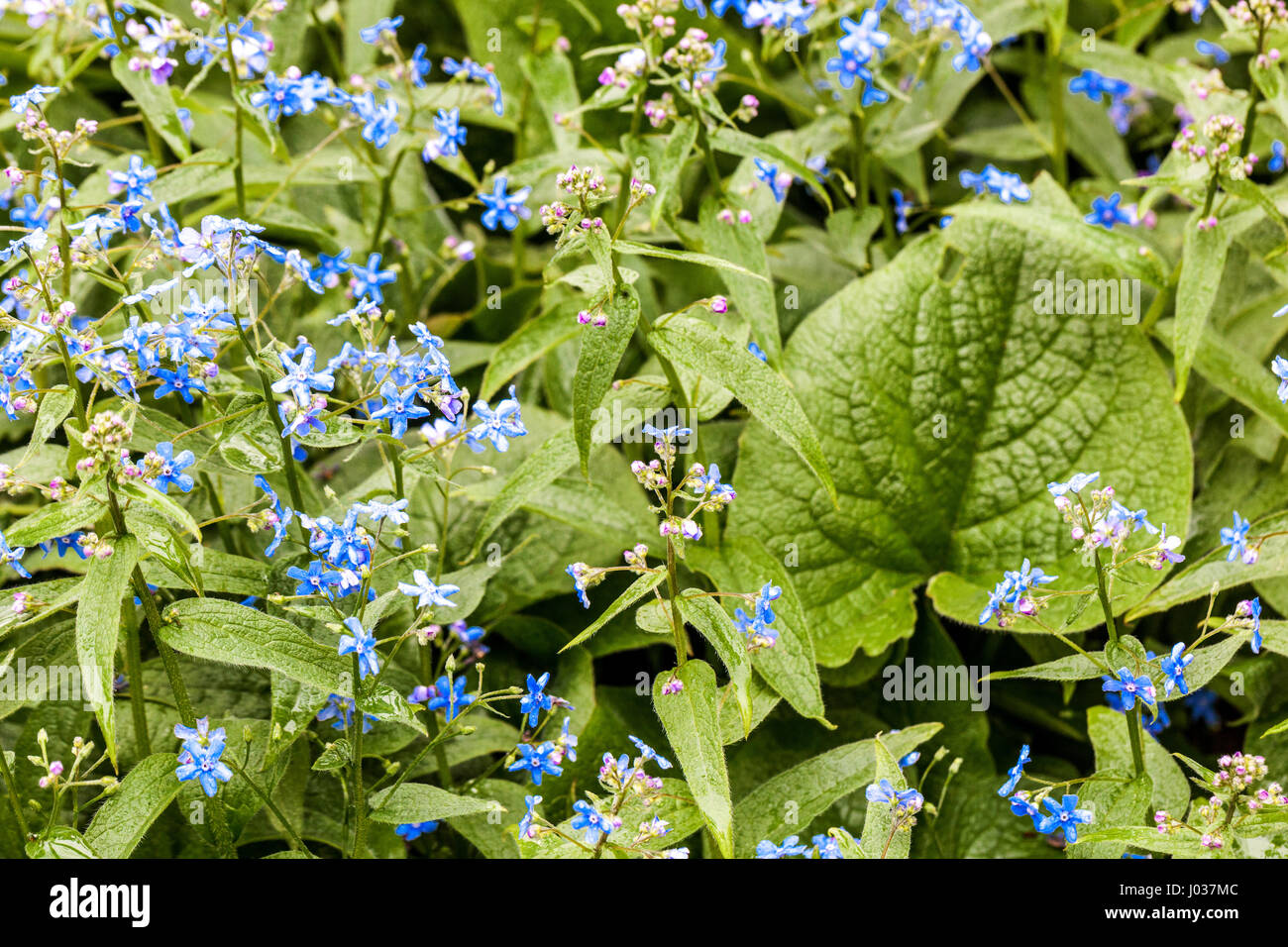 Siberian bugloss Brunnera macrophylla Stock Photo - Alamy