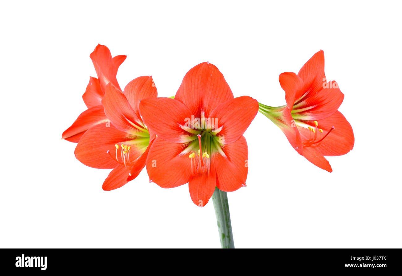 Red Hippeastrum isolated on white background Stock Photo - Alamy