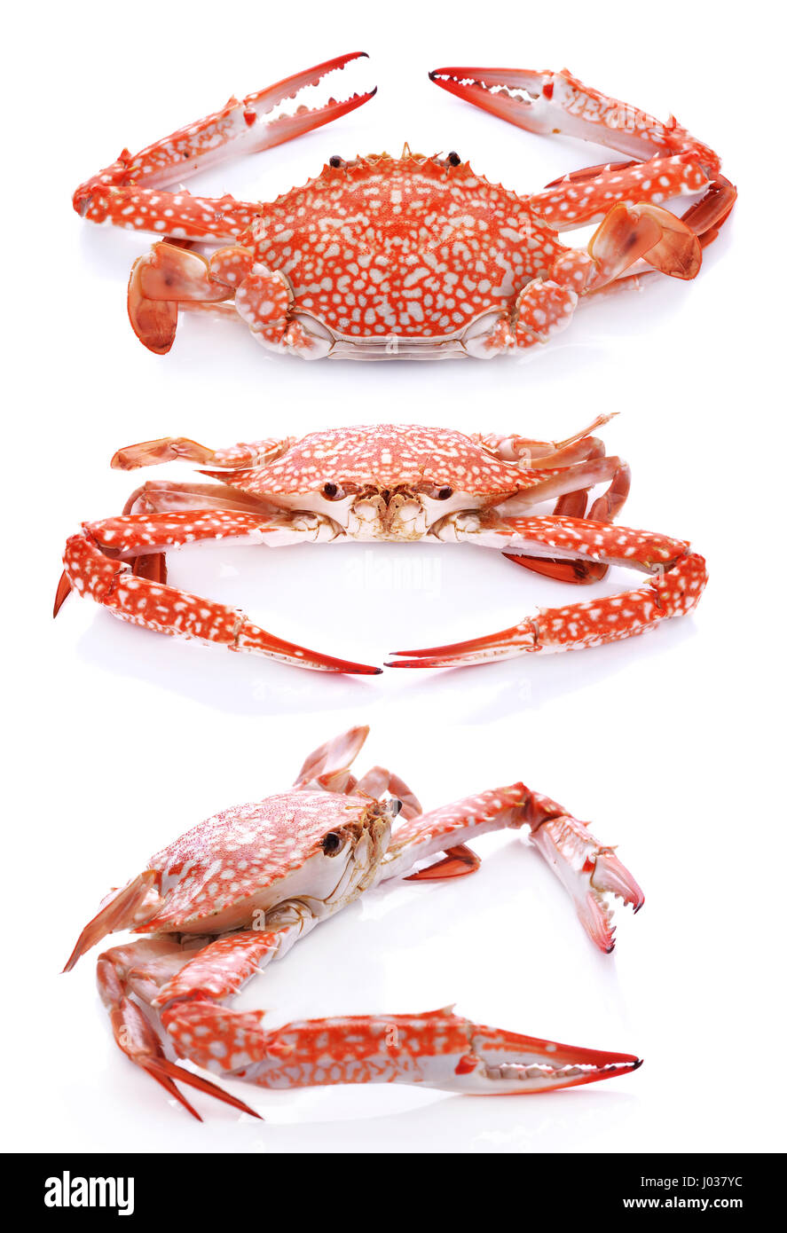 Set of Red crab isolated on white background Stock Photo - Alamy
