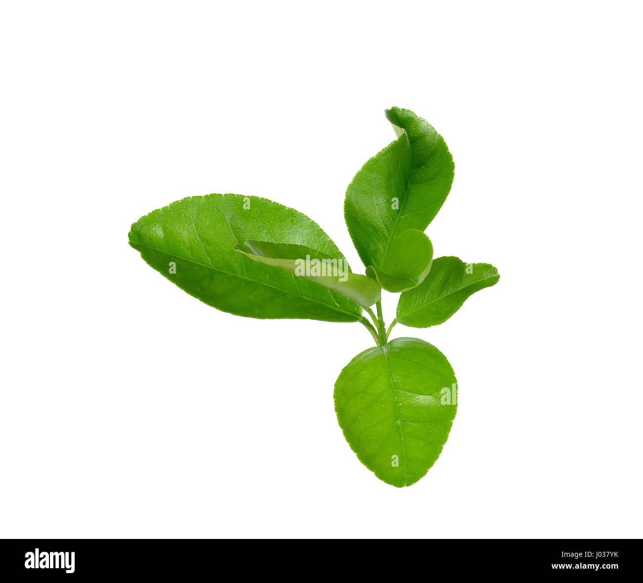 Fresh lime leaves isolated on white background Stock Photo - Alamy
