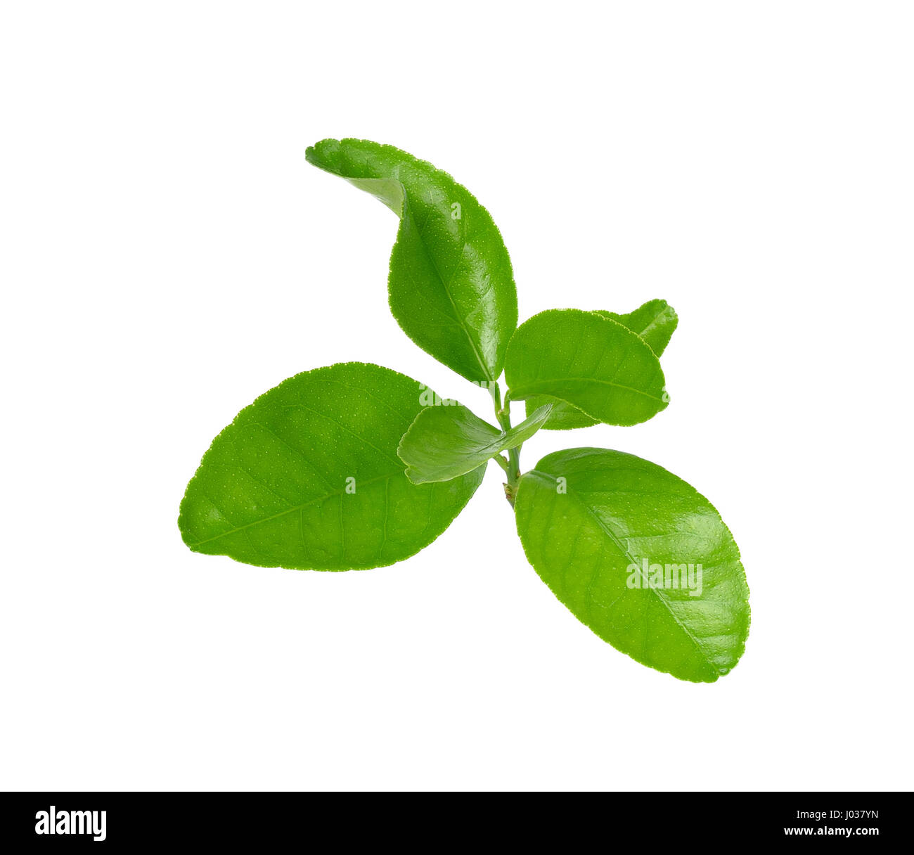Fresh lime leaves isolated on white background Stock Photo - Alamy