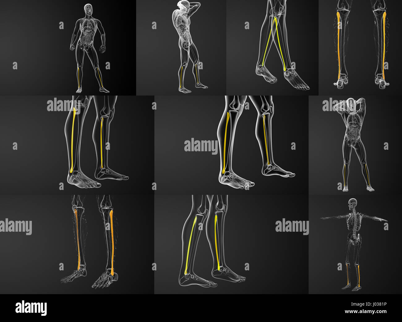 3d rendering illustration of the fibula bone Stock Photo - Alamy