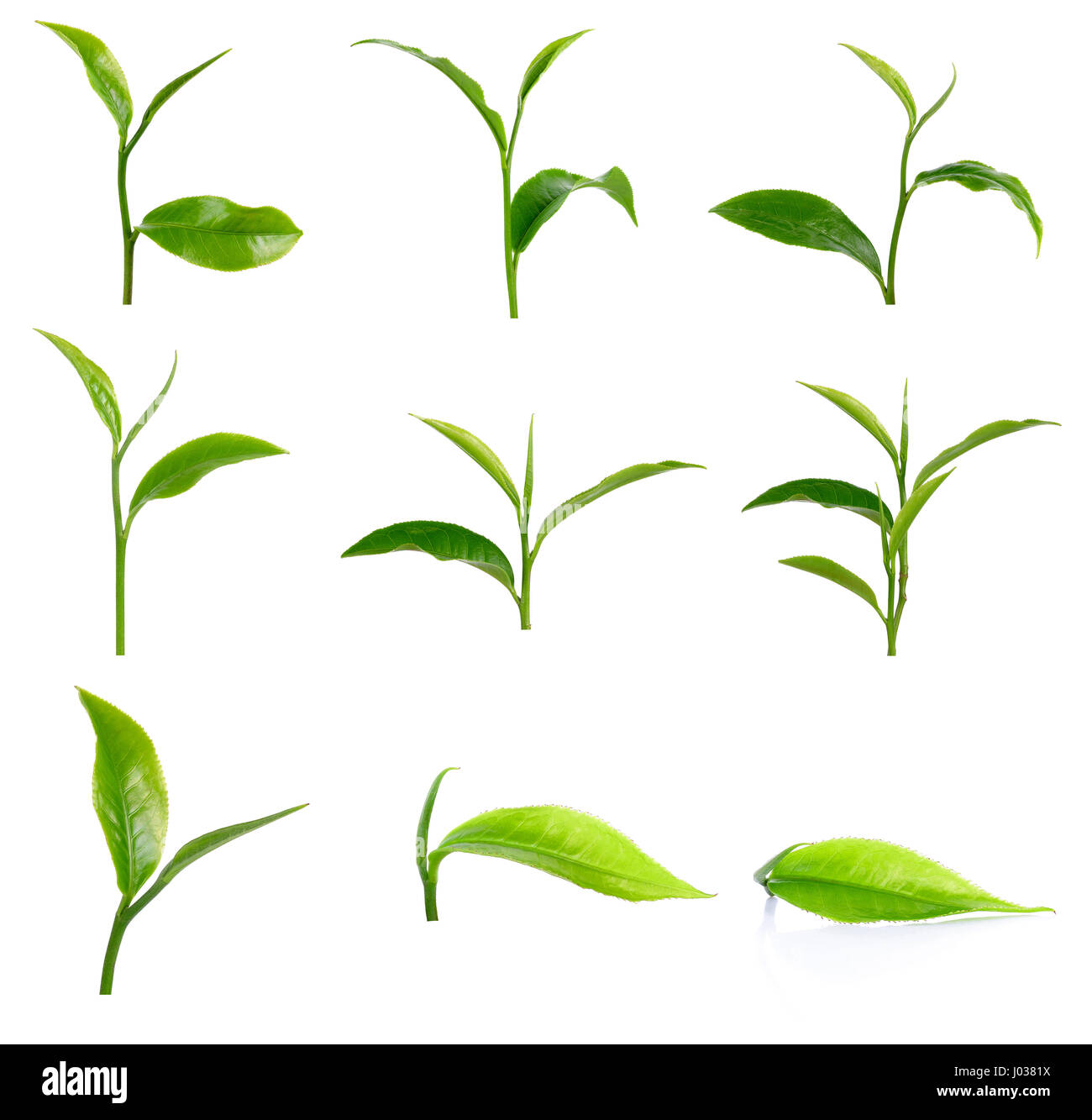 Set of green tea leaf isolated on white background Stock Photo - Alamy