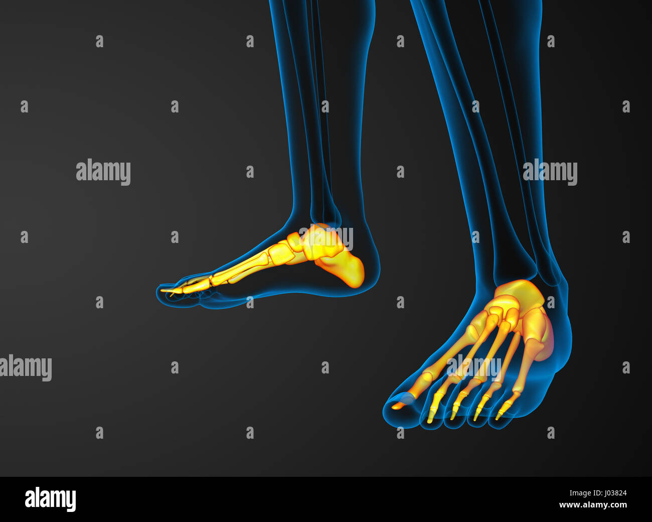 3d rendered illustration of the foot bone - front view Stock Photo - Alamy
