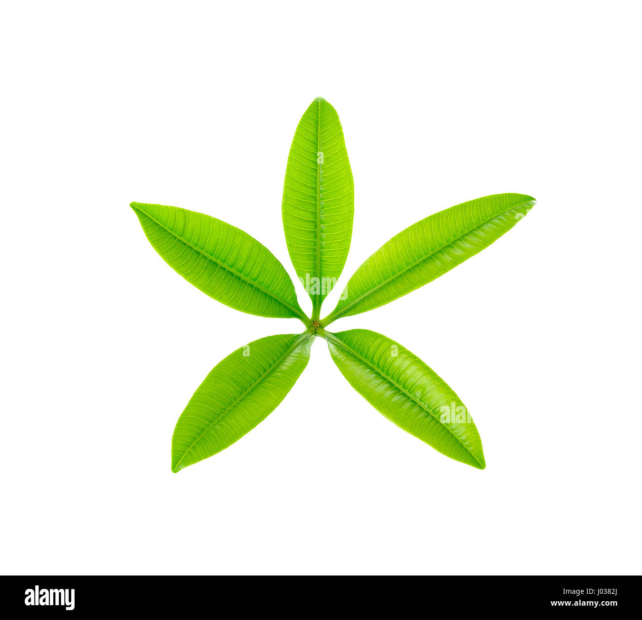Five Point Green Leaf isolated on white background Stock Photo - Alamy
