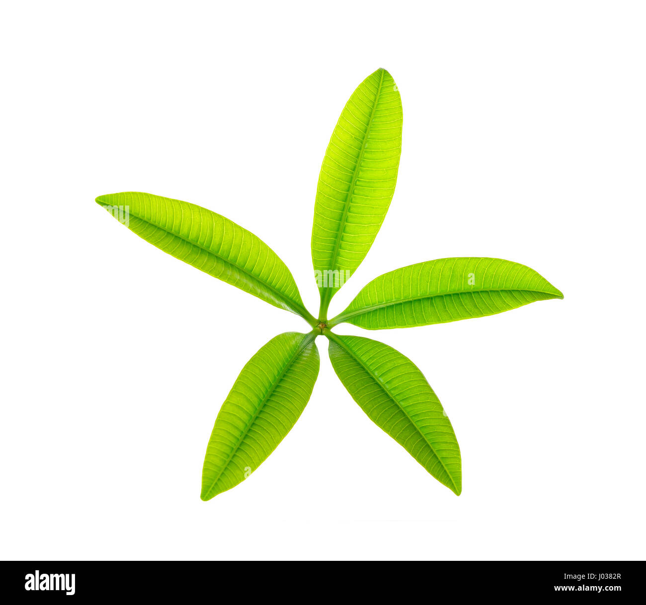 Five Point Green Leaf isolated on white background Stock Photo - Alamy