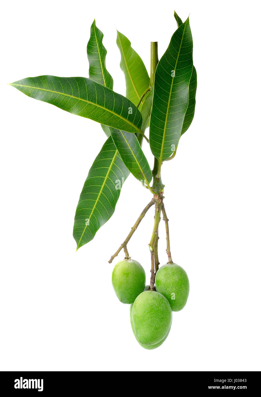 Small green mango isolated on a white background Stock Photo - Alamy