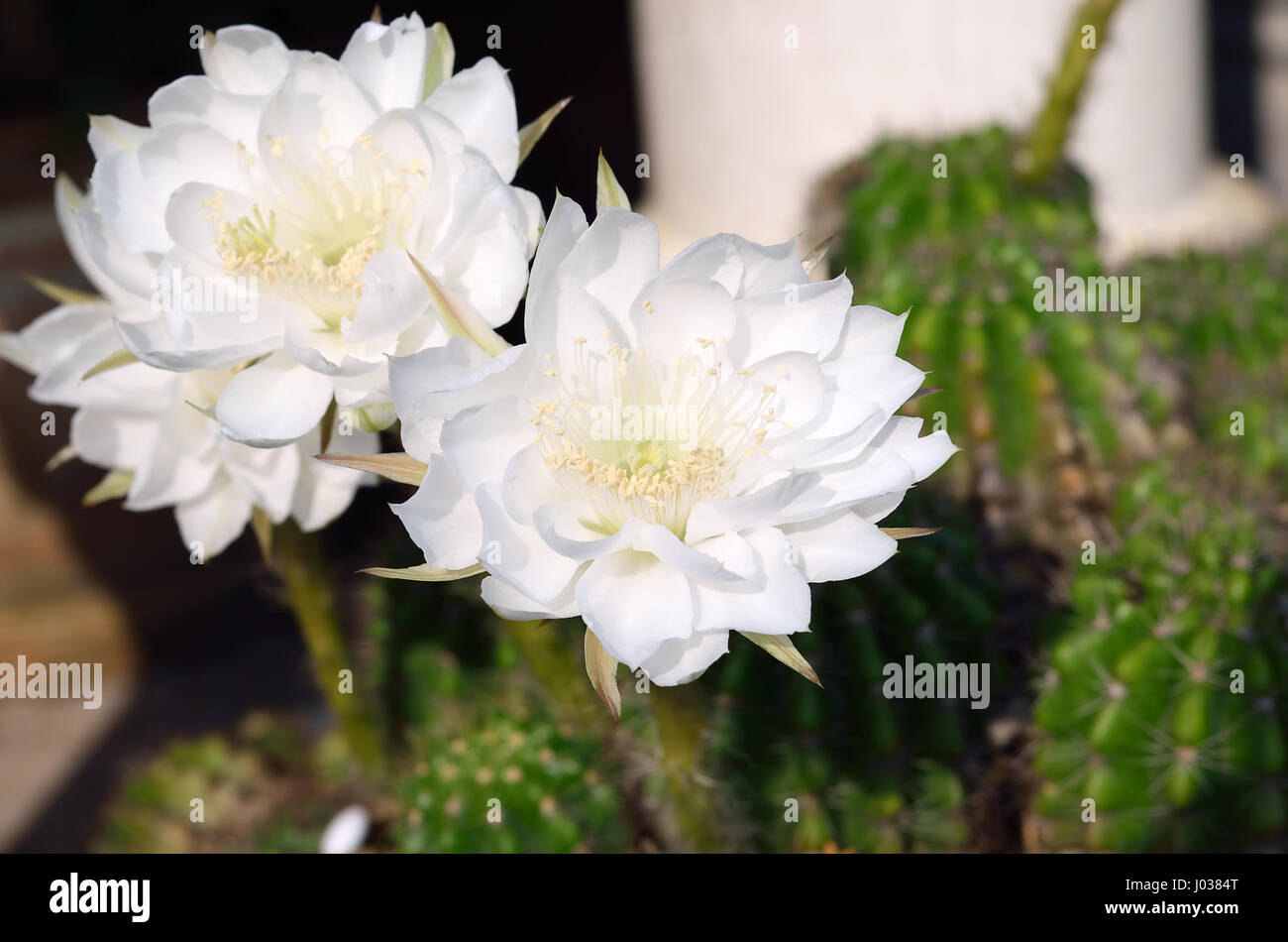 White torch cactus hi-res stock photography and images - Alamy
