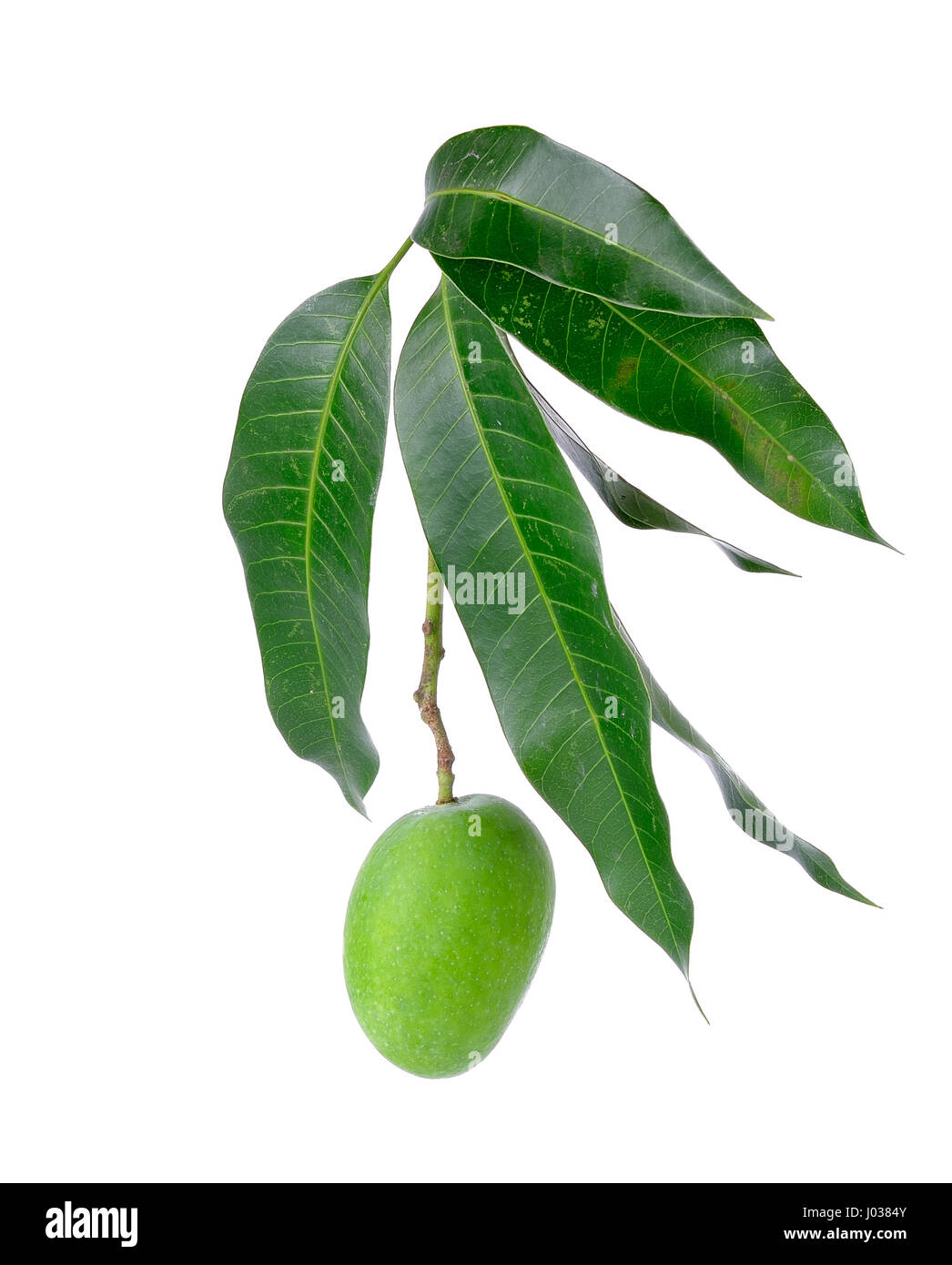 Small green mango in thailand isolated on a white background Stock ...
