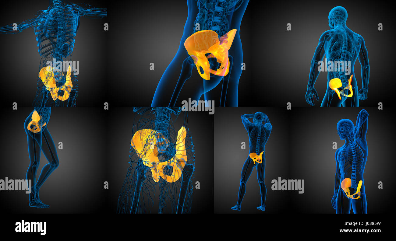 3d rendering medical illustration of the pelvis bone Stock Photo - Alamy