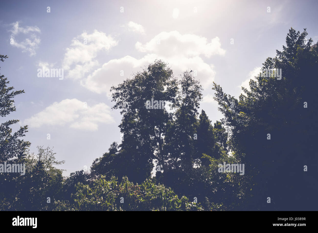 trees with view of cloudy sky background Stock Photo - Alamy