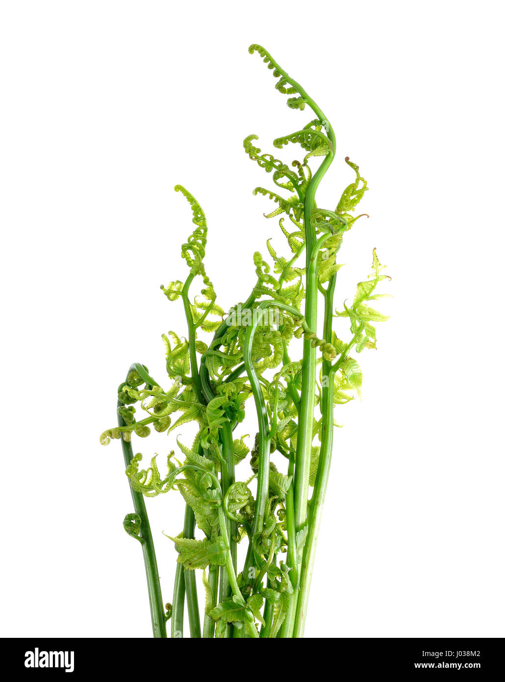 Fern shoot isolated on the white background Stock Photo - Alamy