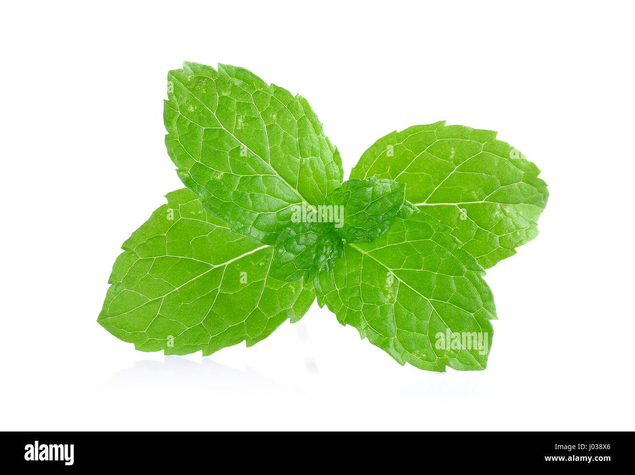 Peper mint isolated on the white background Stock Photo - Alamy