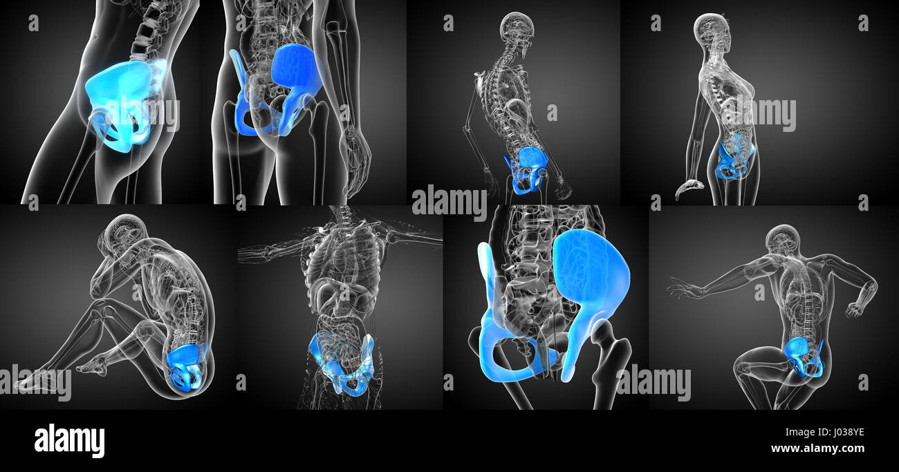 3d rendering medical illustration of the pelvis bone Stock Photo - Alamy