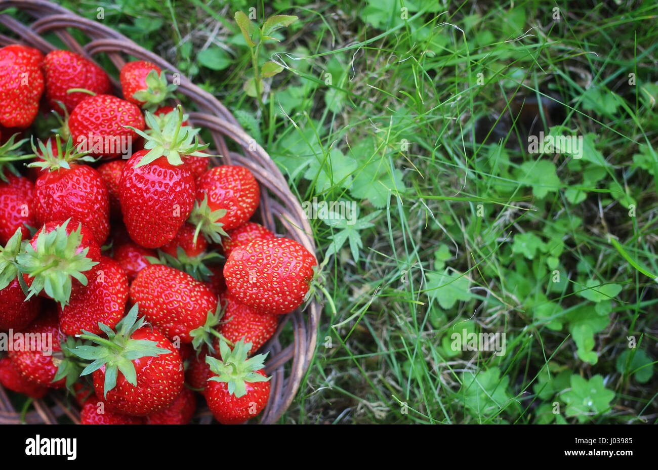 fresh strawberry outdoor Stock Photo - Alamy