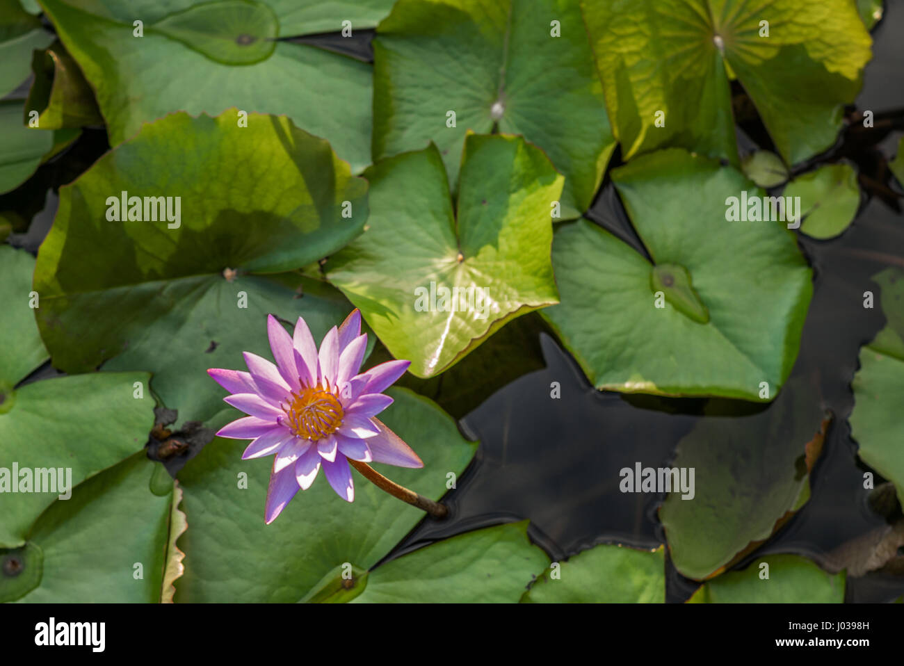 Lotus flower isolated on a water pond in South East Asia - 1 Stock ...