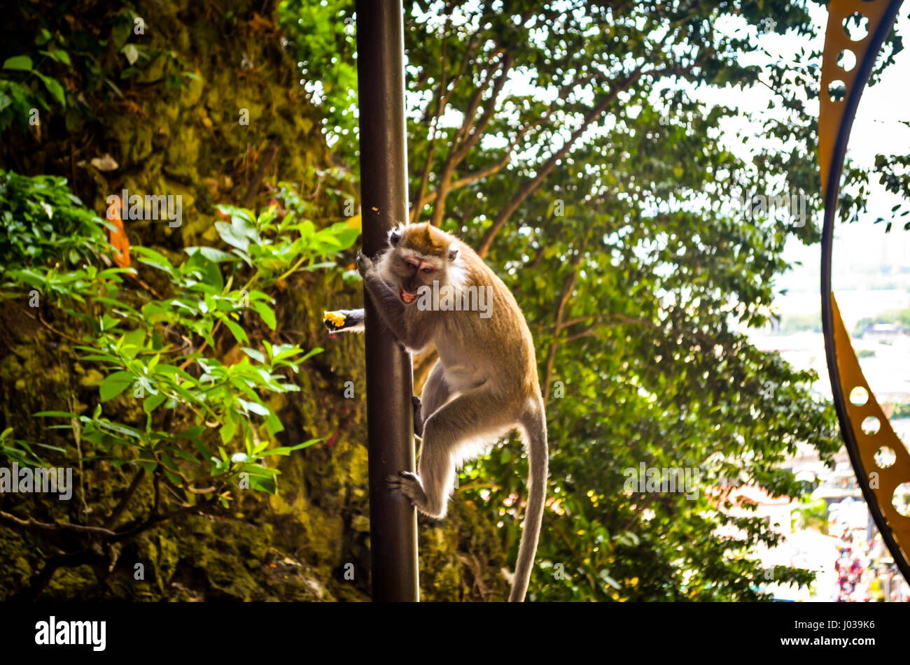 Macaque monkey in sunlight, malaysia Stock Photo - Alamy