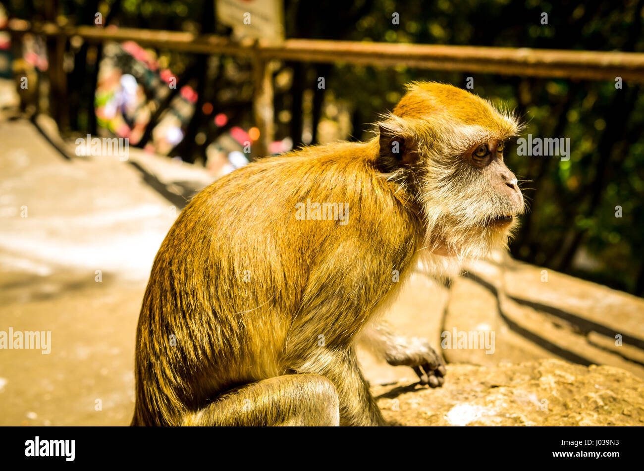 Monkey toque macaque wildlife dambulla hi-res stock photography and ...